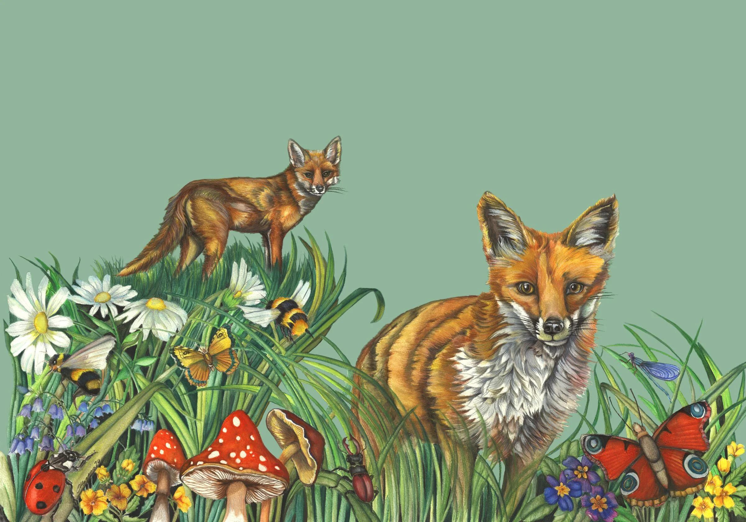Clare Haggas | Fine Art | Limited Edition Wildlife Giclee Prints