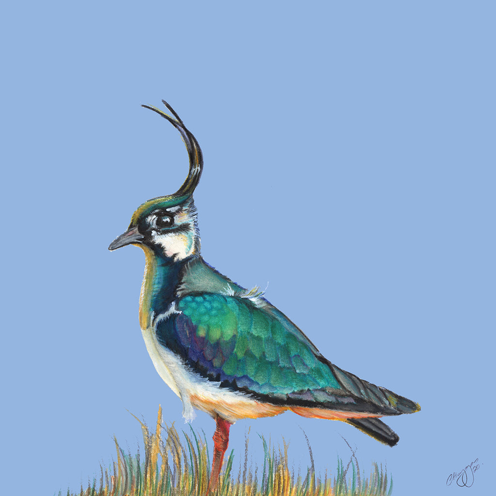 Pete The Lapwing Artwork Print by Clare Haggas